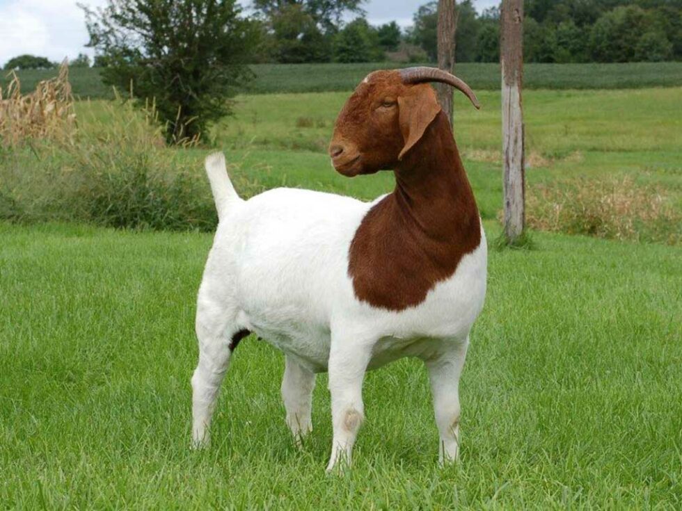 Boer Goat Sales with Award-Winning Blood-line | Land of Grace Farm