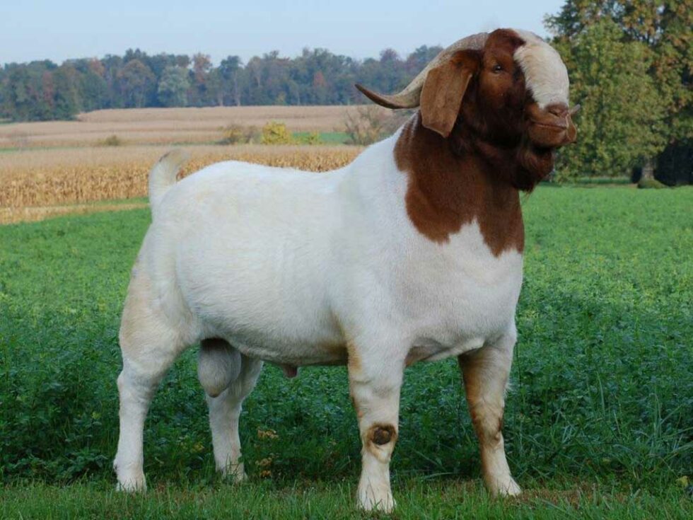 Boer Goat Sales with Award-Winning Blood-line | Land of Grace Farm