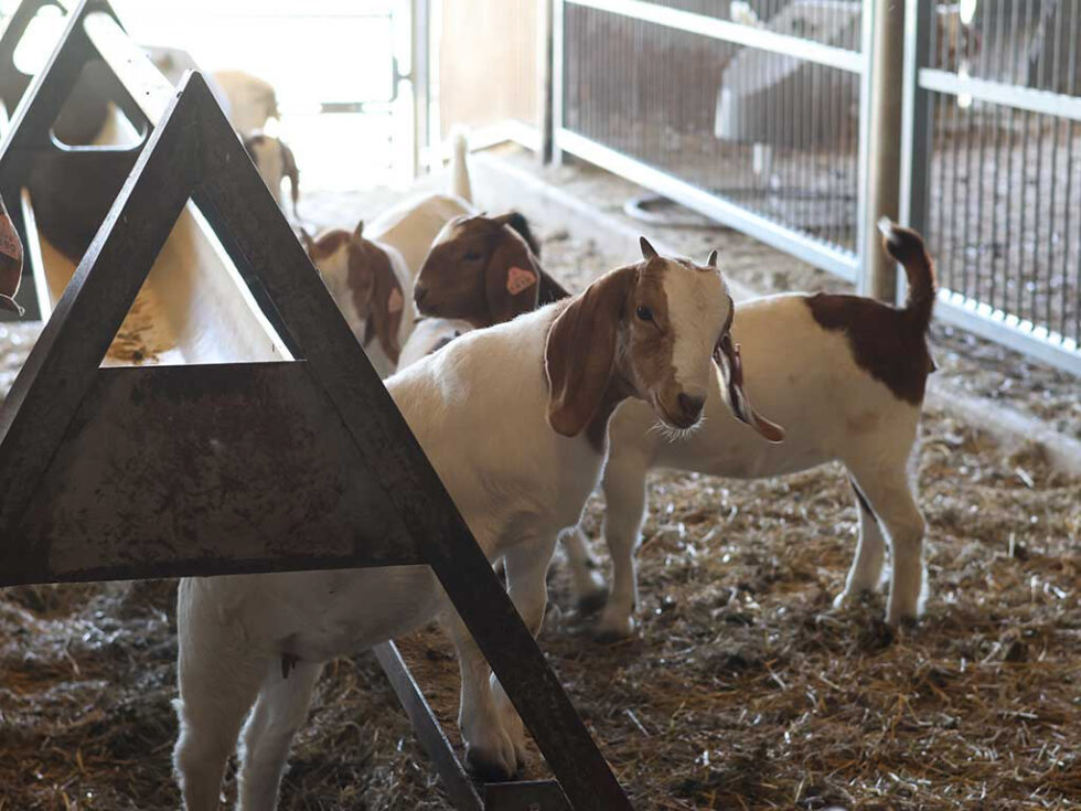 Explore Our Boer Goat Herd Sires, Does and Kids | Land of Grace Farm