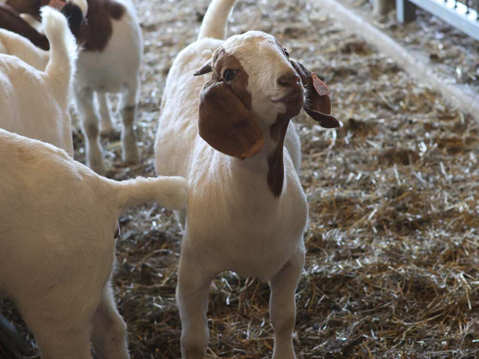 Explore Our Boer Goat Herd Sires, Does and Kids | Land of Grace Farm