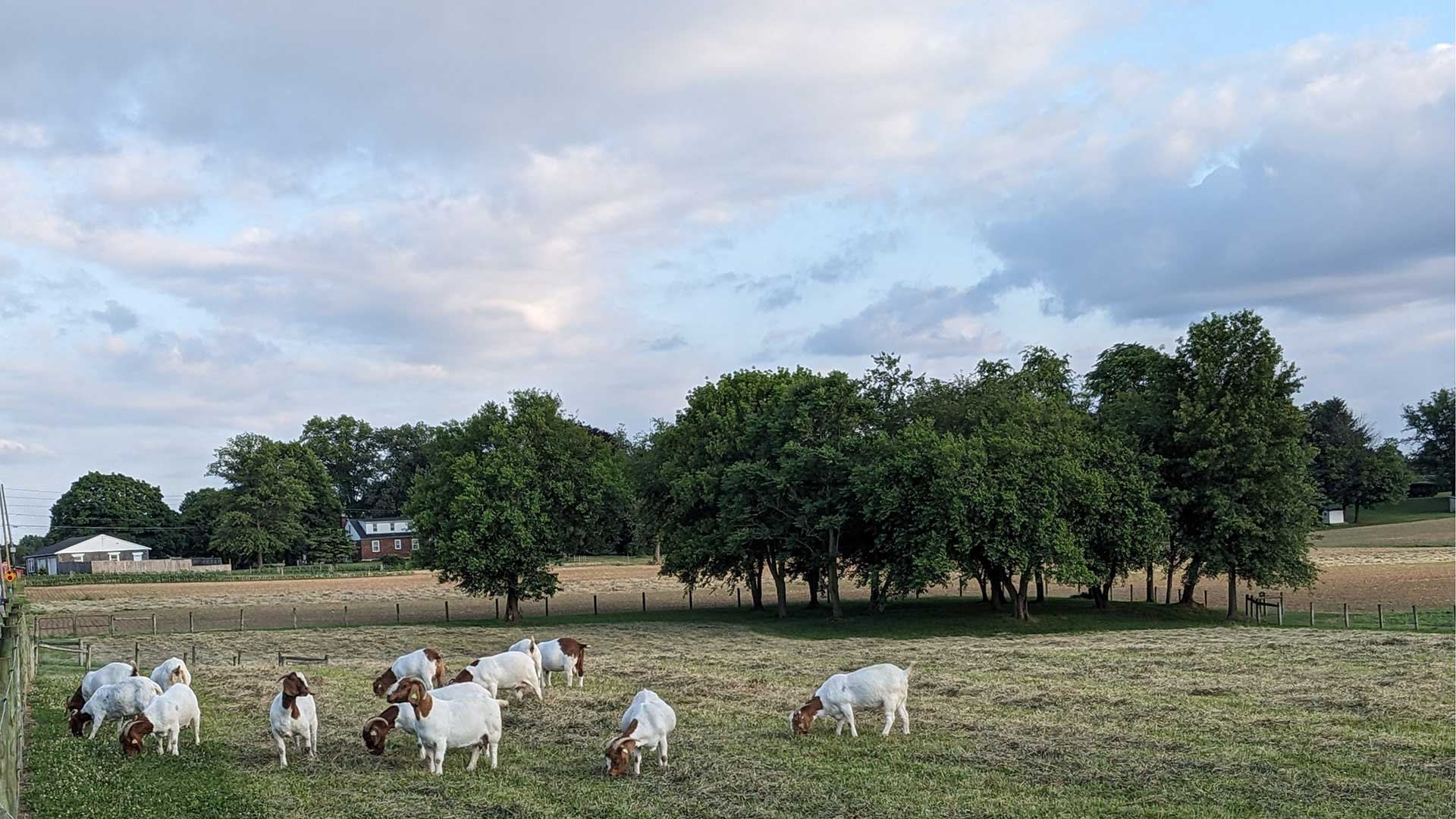 Explore Our Boer Goat Herd Sires, Does and Kids | Land of Grace Farm